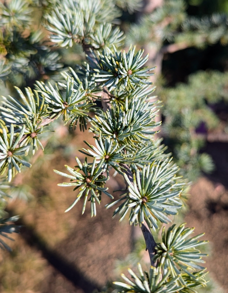 Planting Blue Atlas Cedar and Ninebark in My Maze - The Martha Stewart Blog