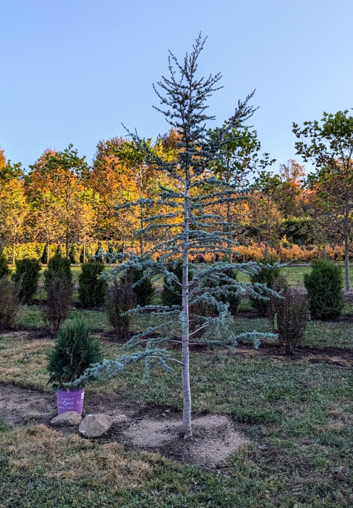 Planting Blue Atlas Cedar and Ninebark in My Maze - The Martha Stewart Blog
