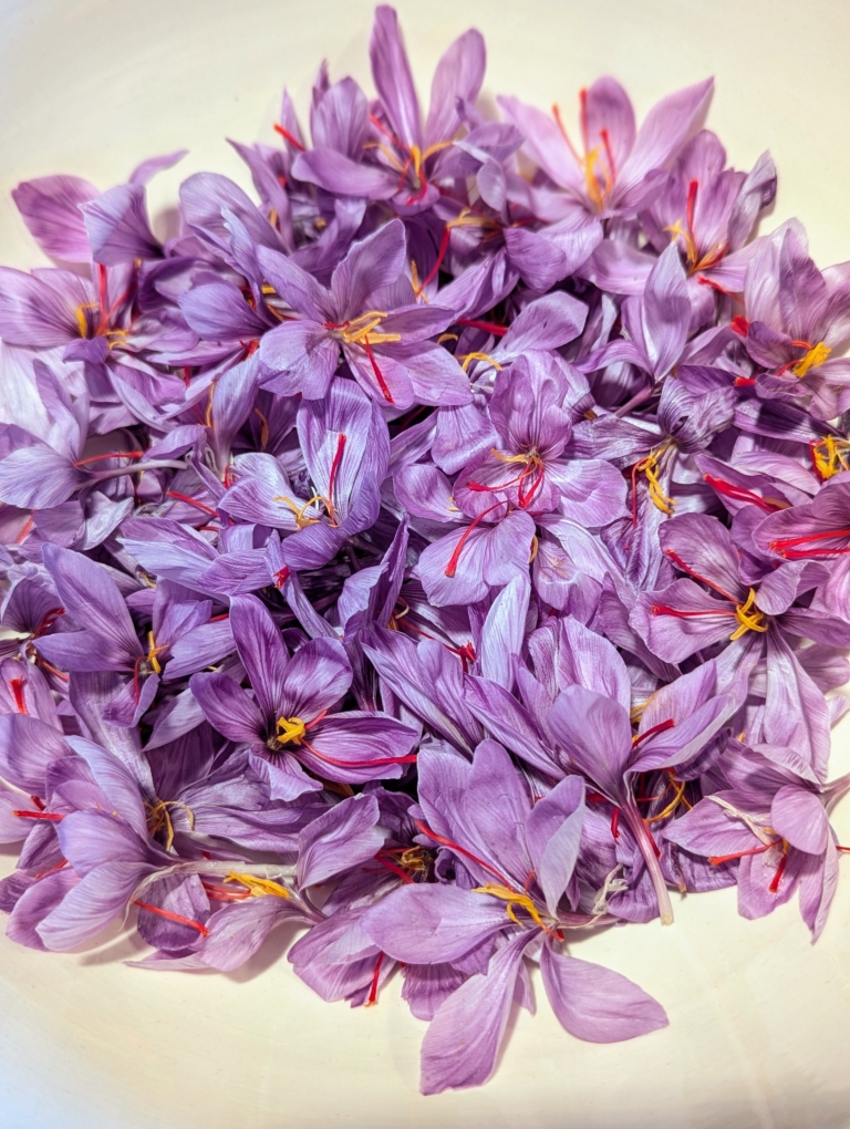 Growing Saffron - The Martha Stewart Blog