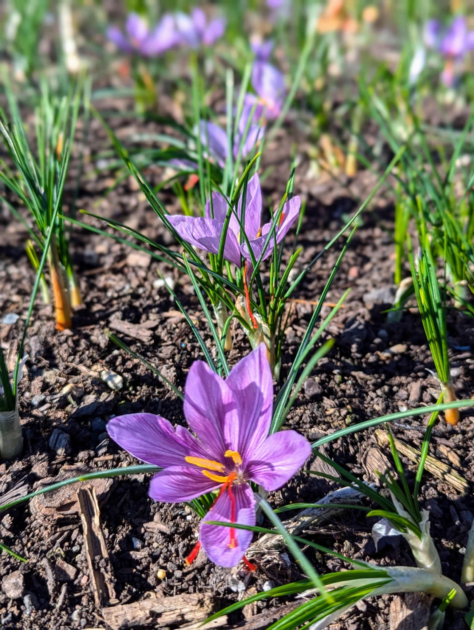 Growing Saffron - The Martha Stewart Blog