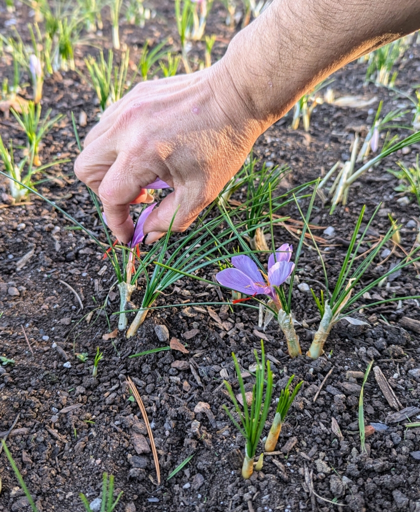Growing Saffron - The Martha Stewart Blog