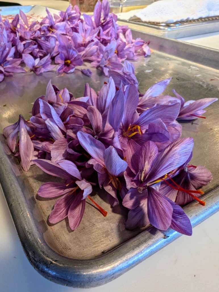 Growing Saffron - The Martha Stewart Blog