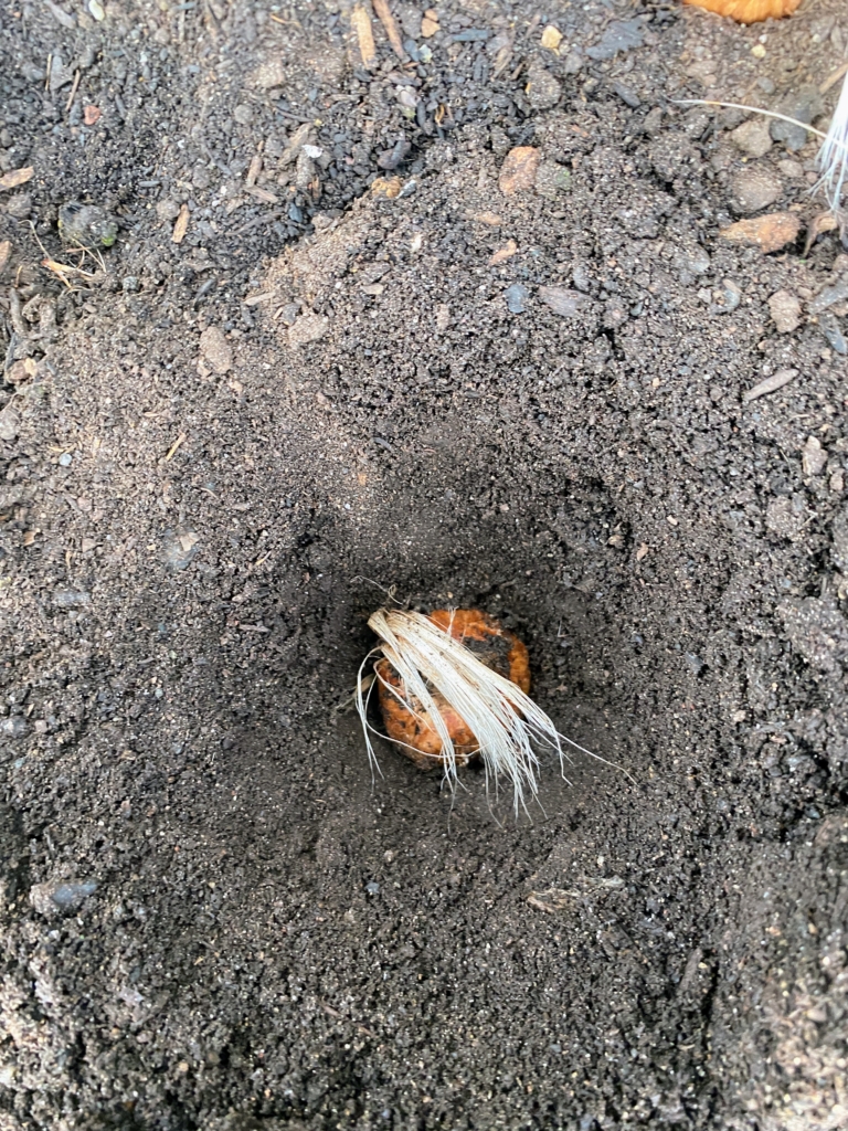 Growing Saffron - The Martha Stewart Blog