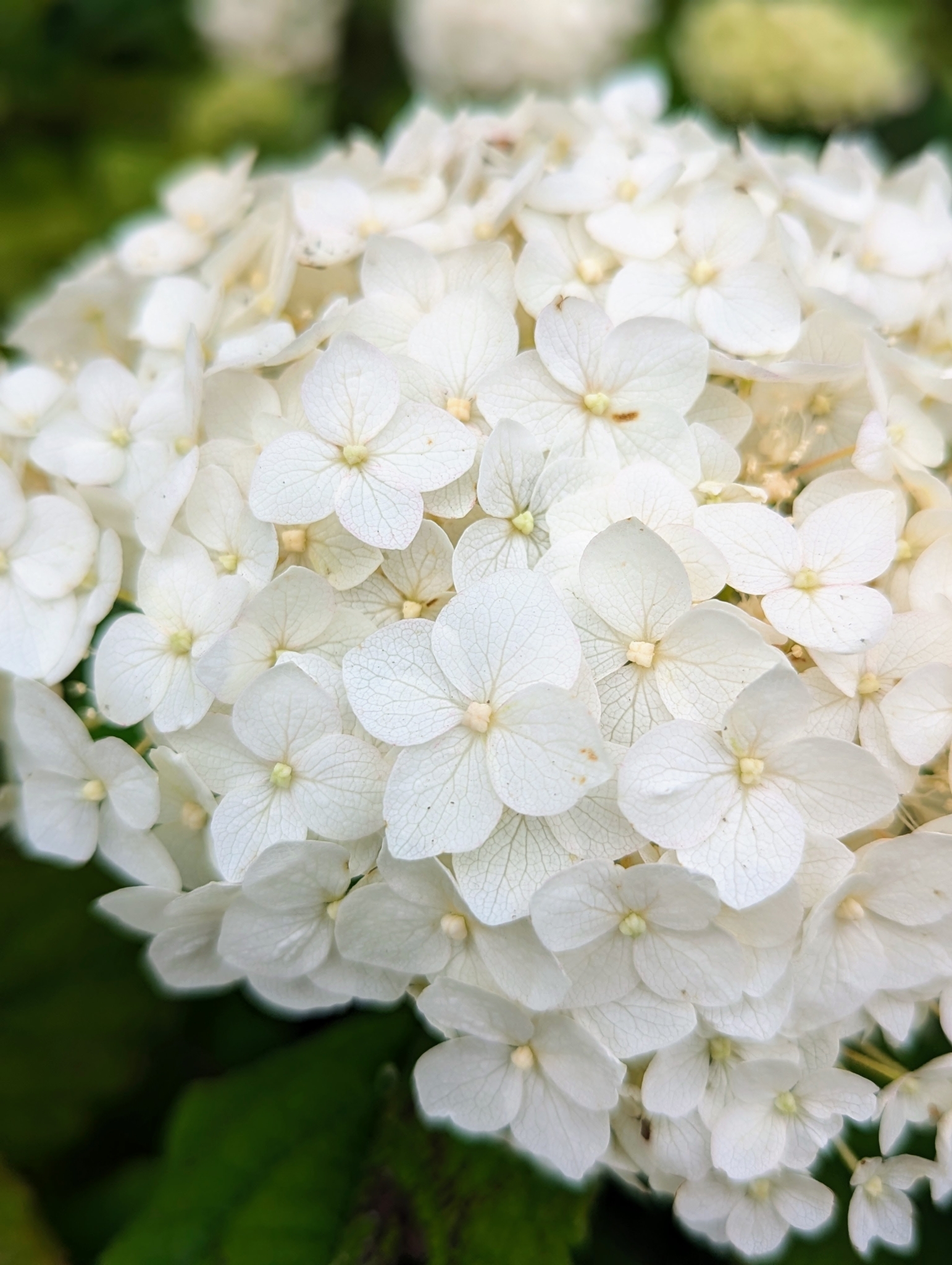 Planting Flowerfull Smooth Hydrangeas - The Martha Stewart Blog