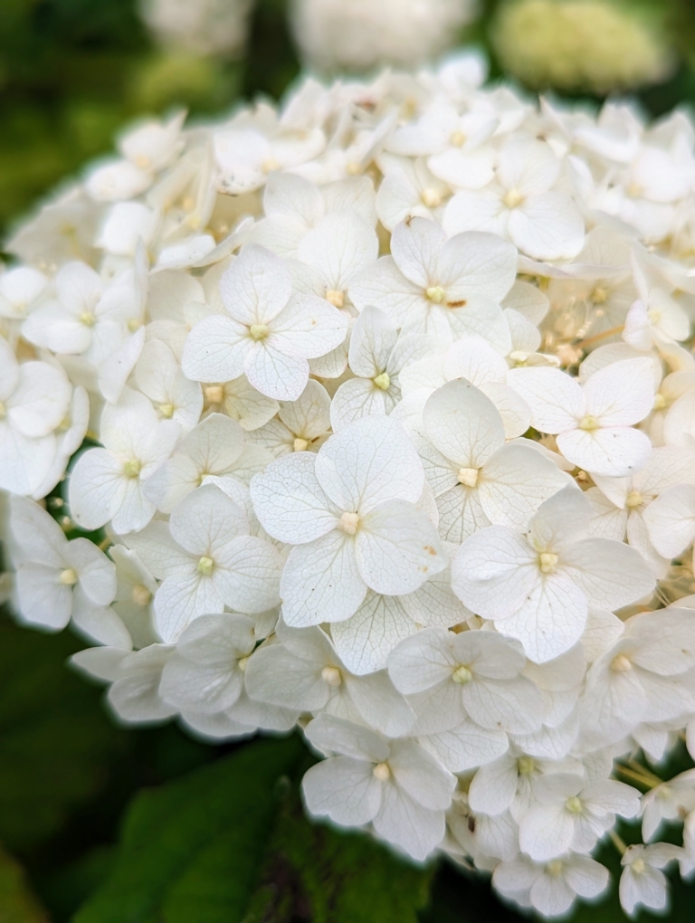 Planting Flowerfull Smooth Hydrangeas - The Martha Stewart Blog