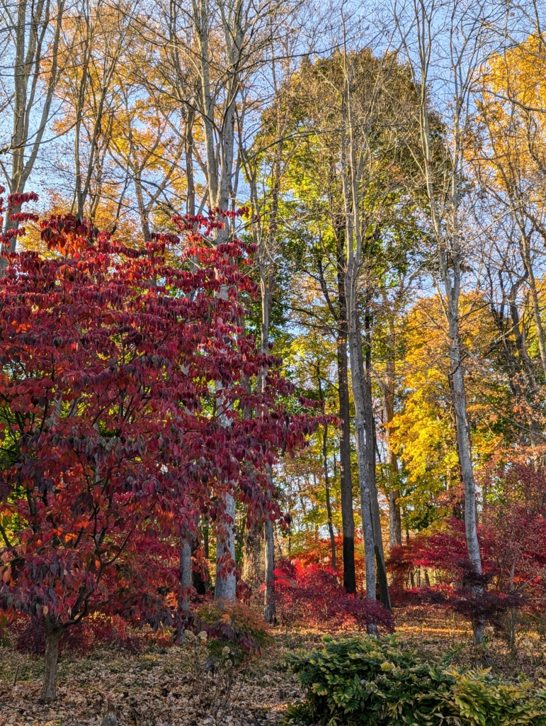 The Martha Stewart Blog : Blog Archive November Colors at My Farm - The ...