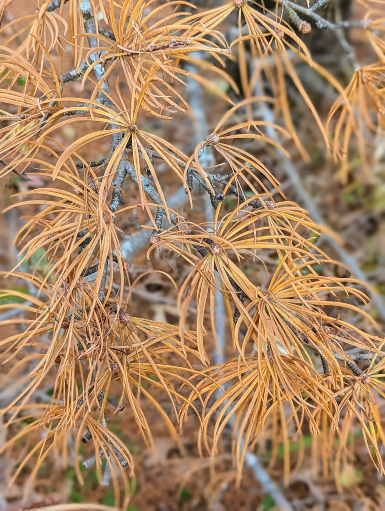 November Colors at My Farm - The Martha Stewart Blog