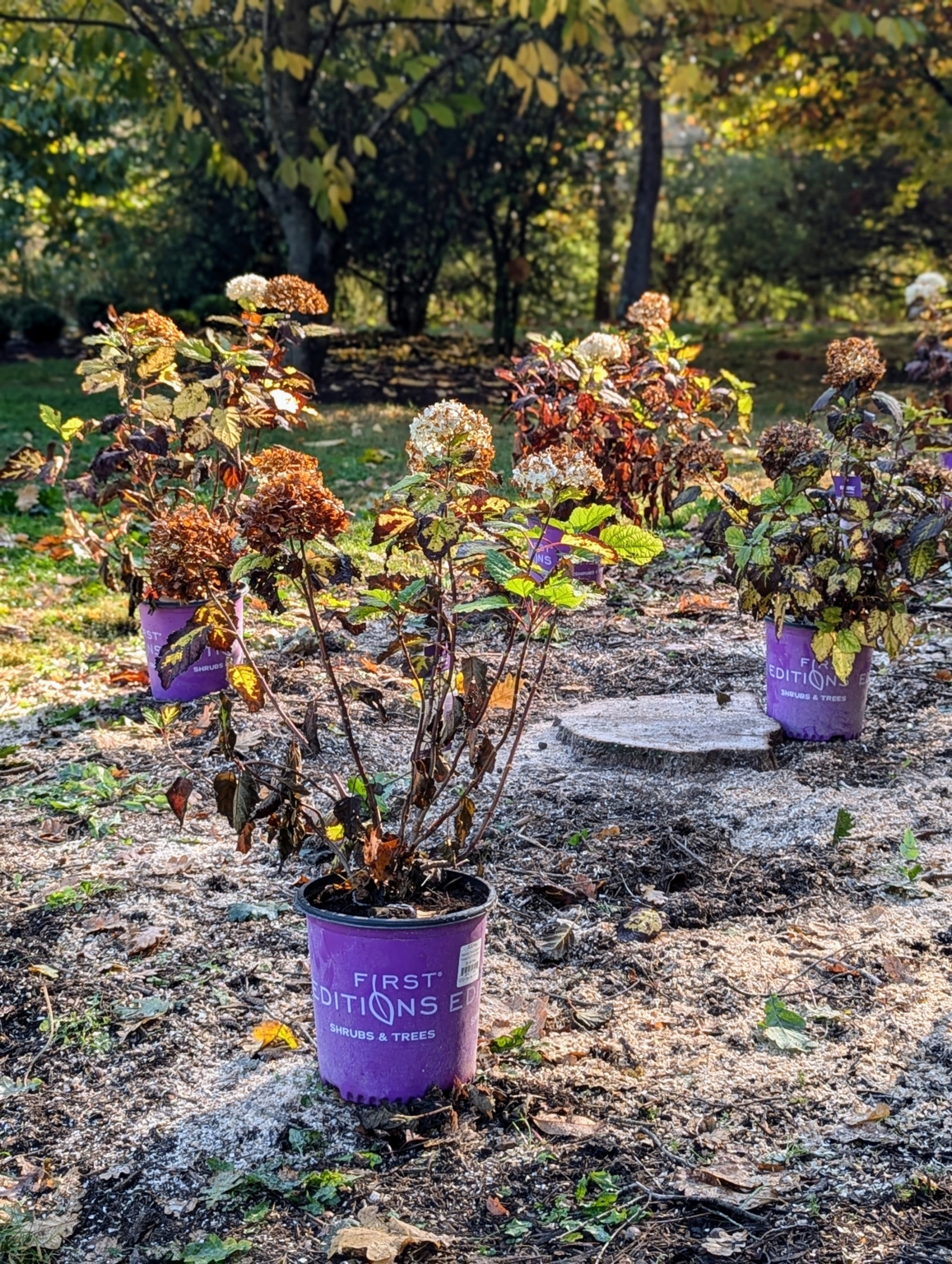 Planting Flowerfull Smooth Hydrangeas - The Martha Stewart Blog