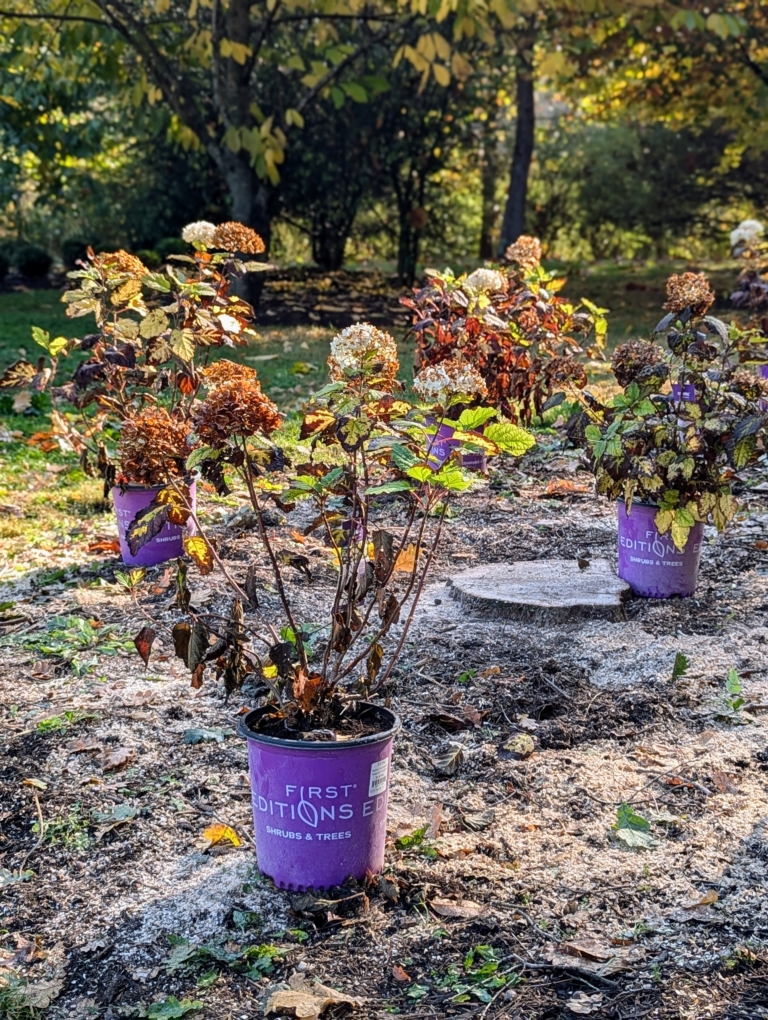 Planting Flowerfull Smooth Hydrangeas - The Martha Stewart Blog