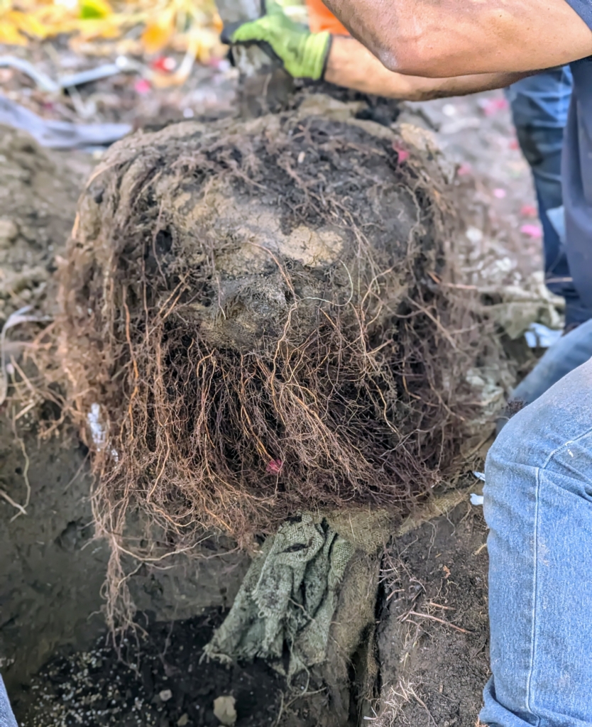 Planting Japanese Maples - The Martha Stewart Blog