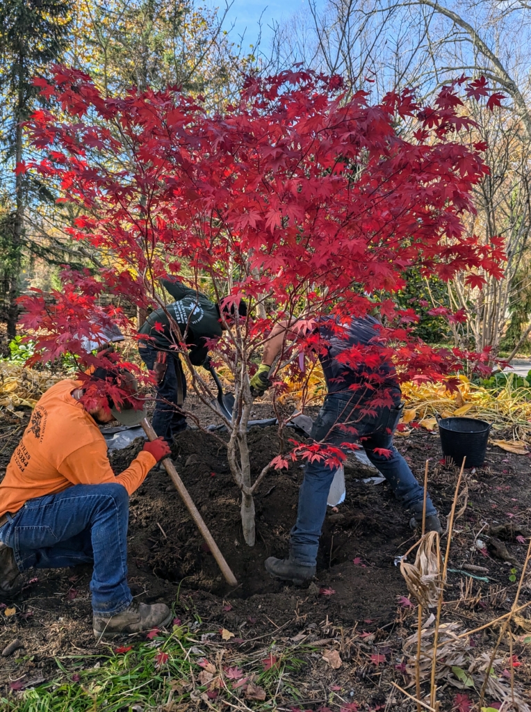The Martha Stewart Blog : Blog Archive Planting Japanese Maples - The ...