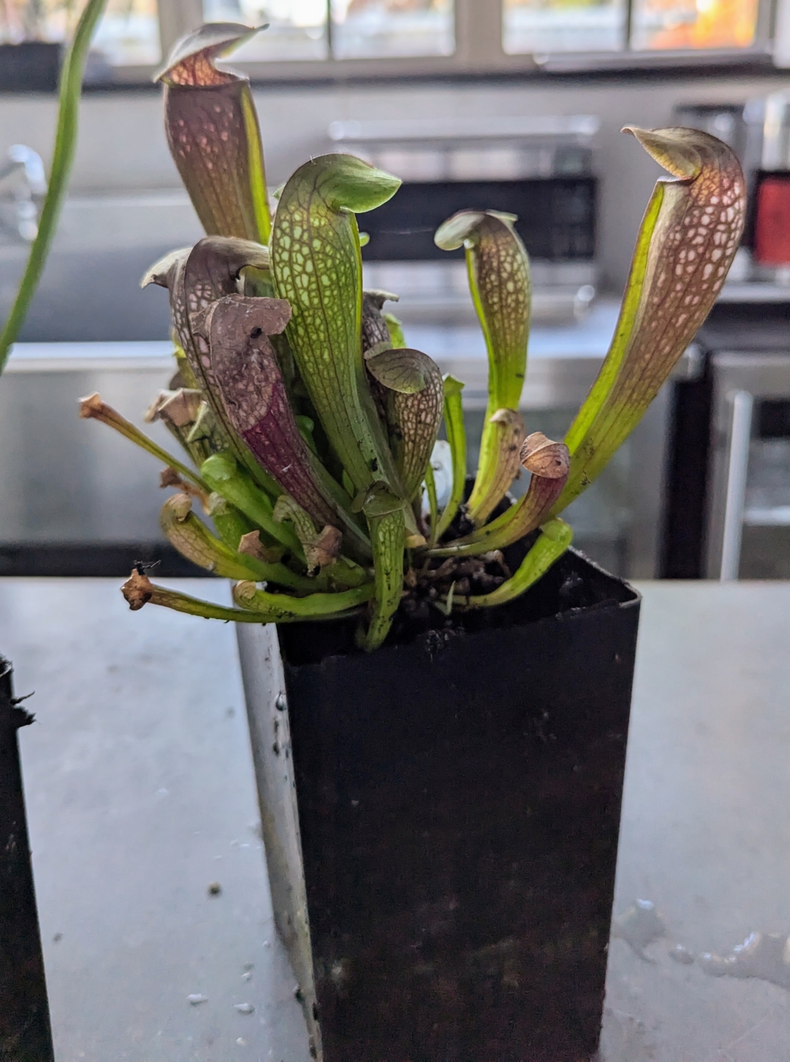 Bog-Loving Plants for My Greenhouse - The Martha Stewart Blog