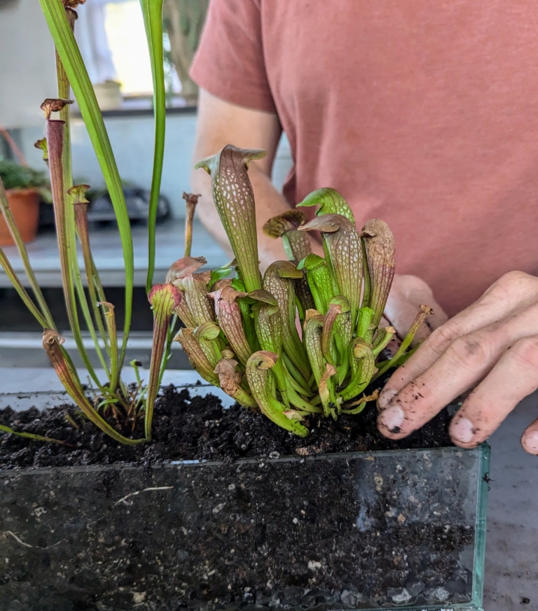 Bog-Loving Plants for My Greenhouse - The Martha Stewart Blog
