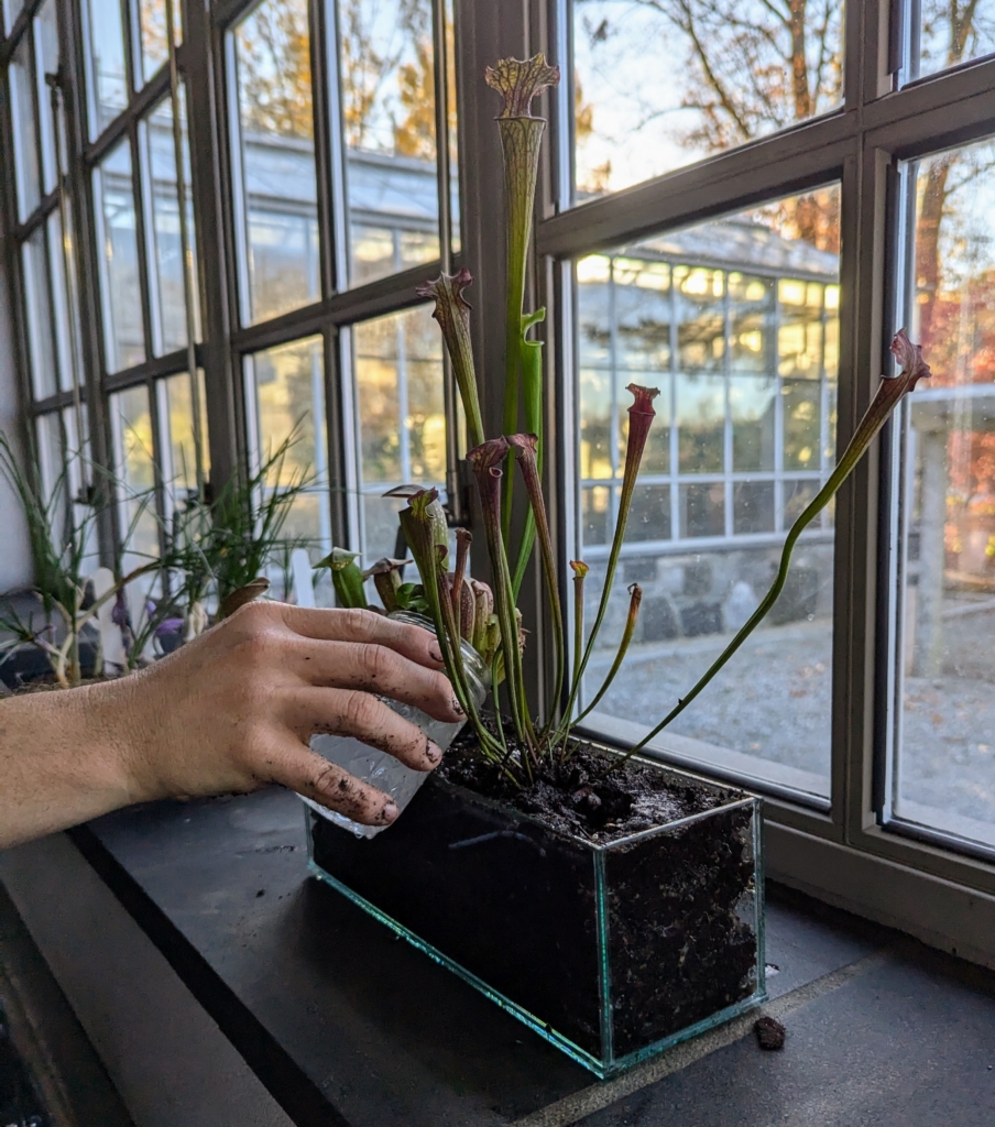 Bog-Loving Plants for My Greenhouse - The Martha Stewart Blog