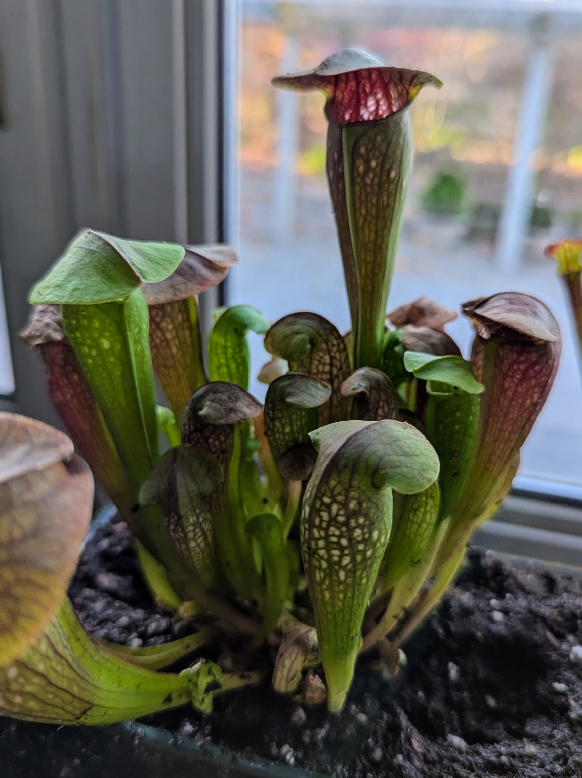 Bog-Loving Plants for My Greenhouse - The Martha Stewart Blog