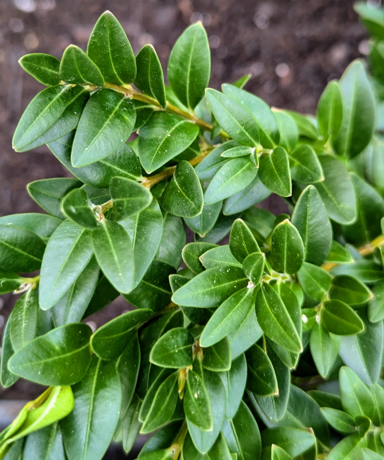 Rooting Boxwood Cuttings - The Martha Stewart Blog
