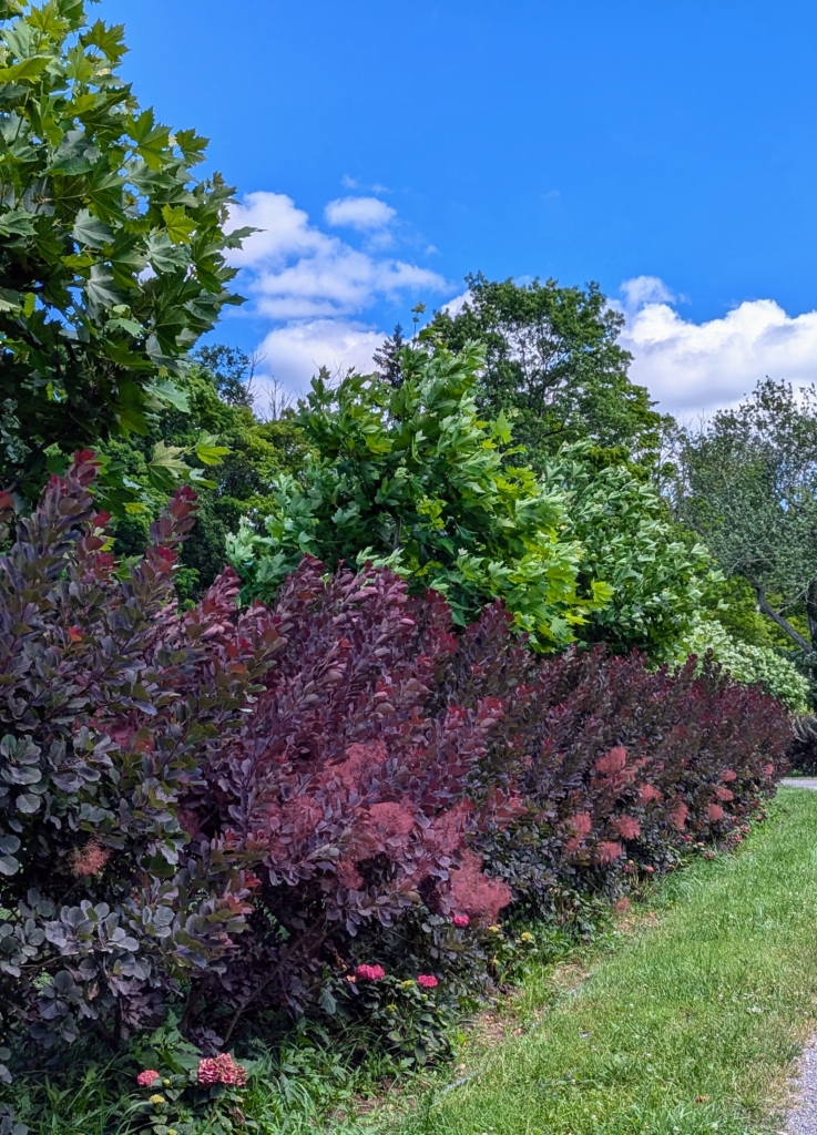 Pollarding London Plane Trees - The Martha Stewart Blog