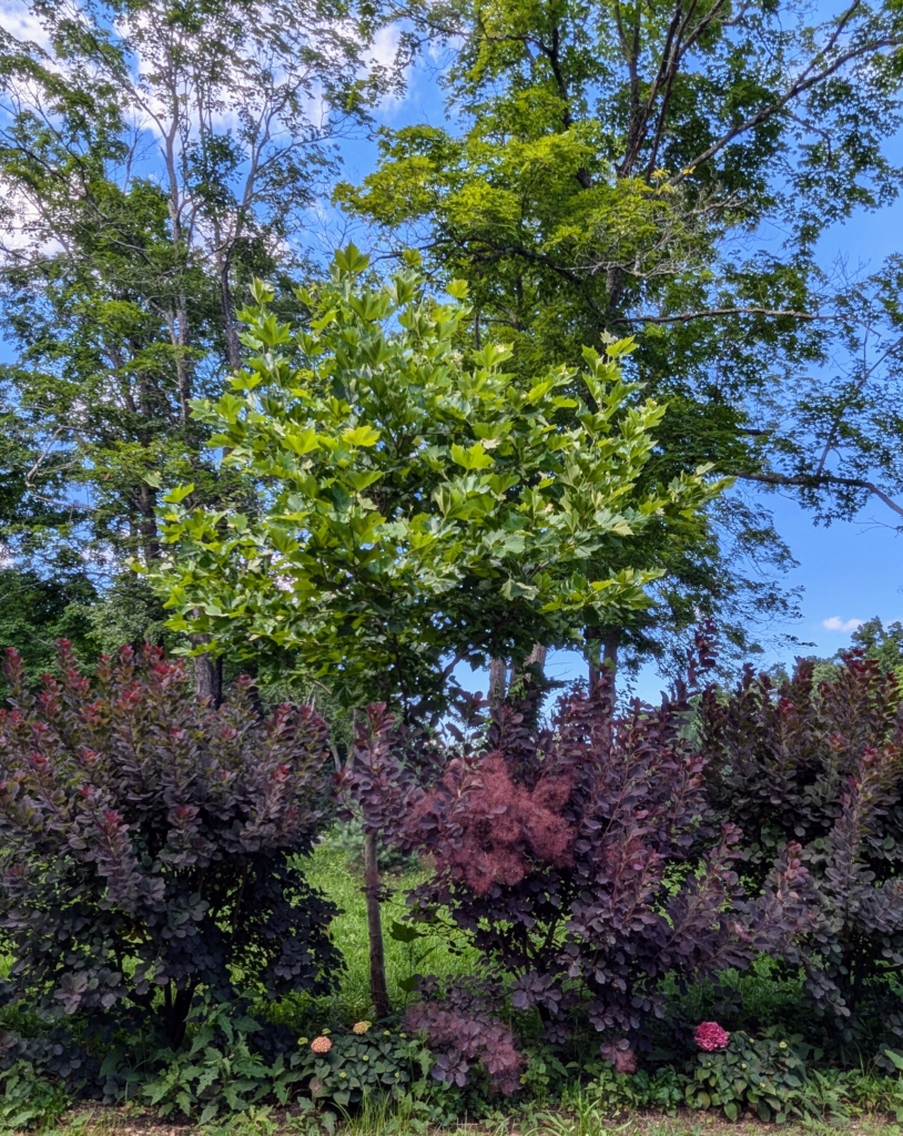 Pollarding London Plane Trees - The Martha Stewart Blog