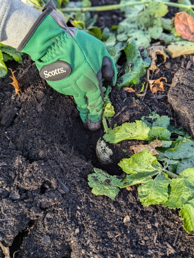 Picking Parsnips, Celeriac, and Carrots - The Martha Stewart Blog