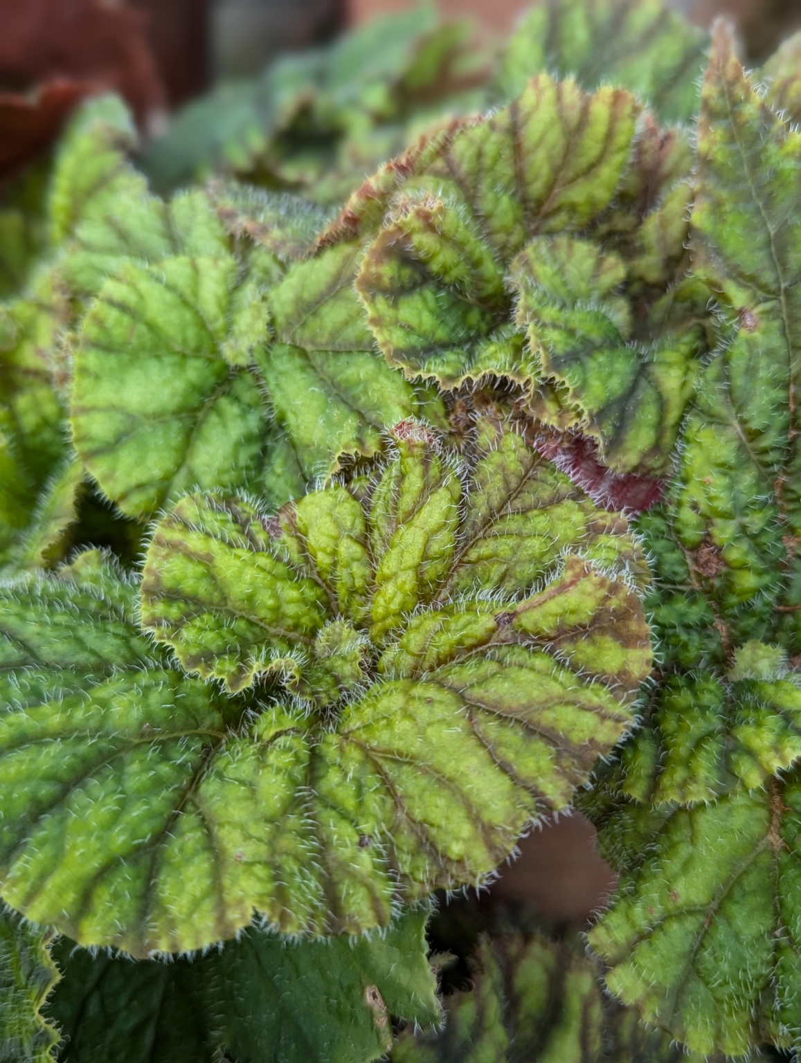 Grooming Begonias - The Martha Stewart Blog