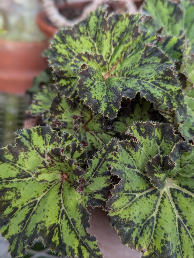 Grooming Begonias - The Martha Stewart Blog