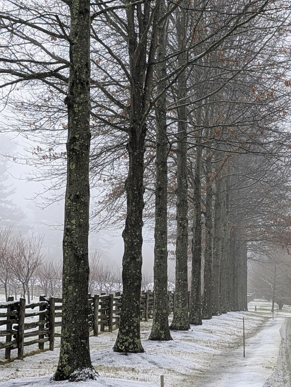 A Light Snow Over My Farm - The Martha Stewart Blog