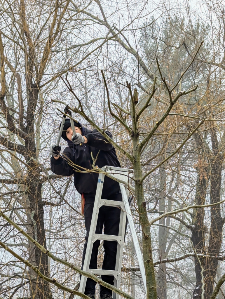 Pollarding London Plane Trees - The Martha Stewart Blog