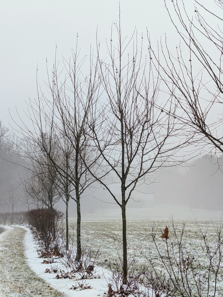 The Martha Stewart Blog : Blog Archive Pollarding London Plane Trees ...