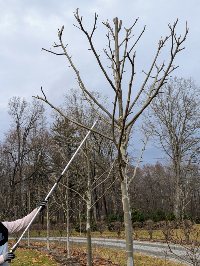 Pollarding London Plane Trees - The Martha Stewart Blog