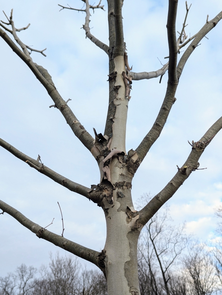 Pollarding London Plane Trees - The Martha Stewart Blog