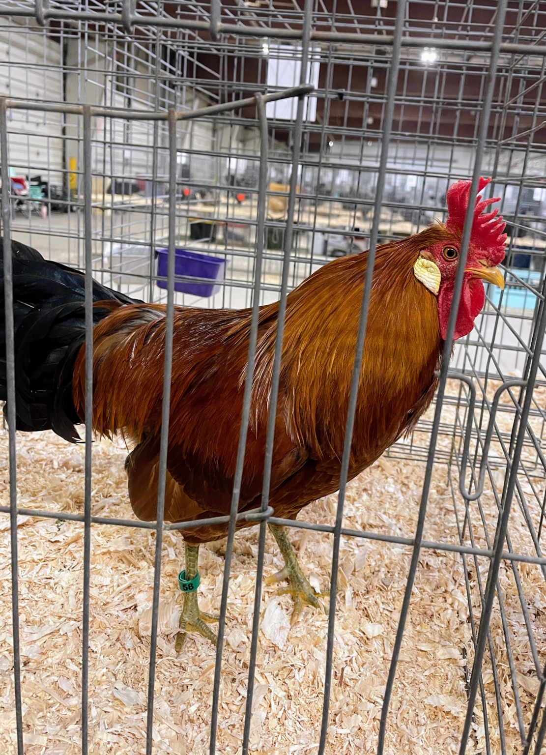The 2025 Northeastern Poultry Congress in Springfield, Massachusetts ...