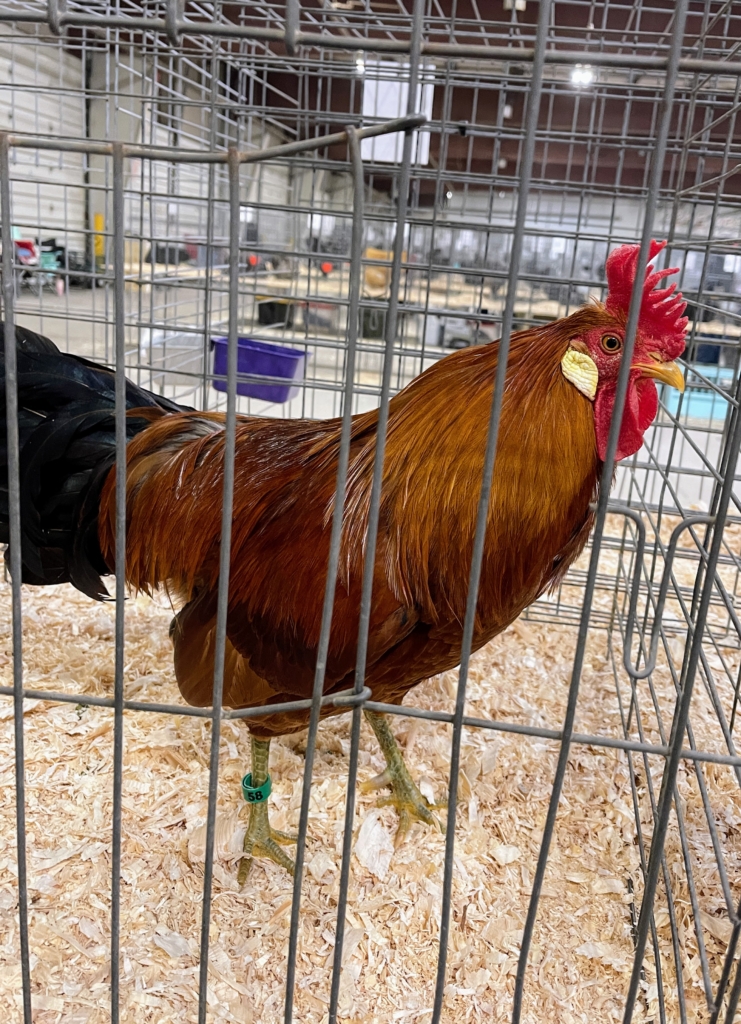 The 2025 Northeastern Poultry Congress in Springfield, Massachusetts ...