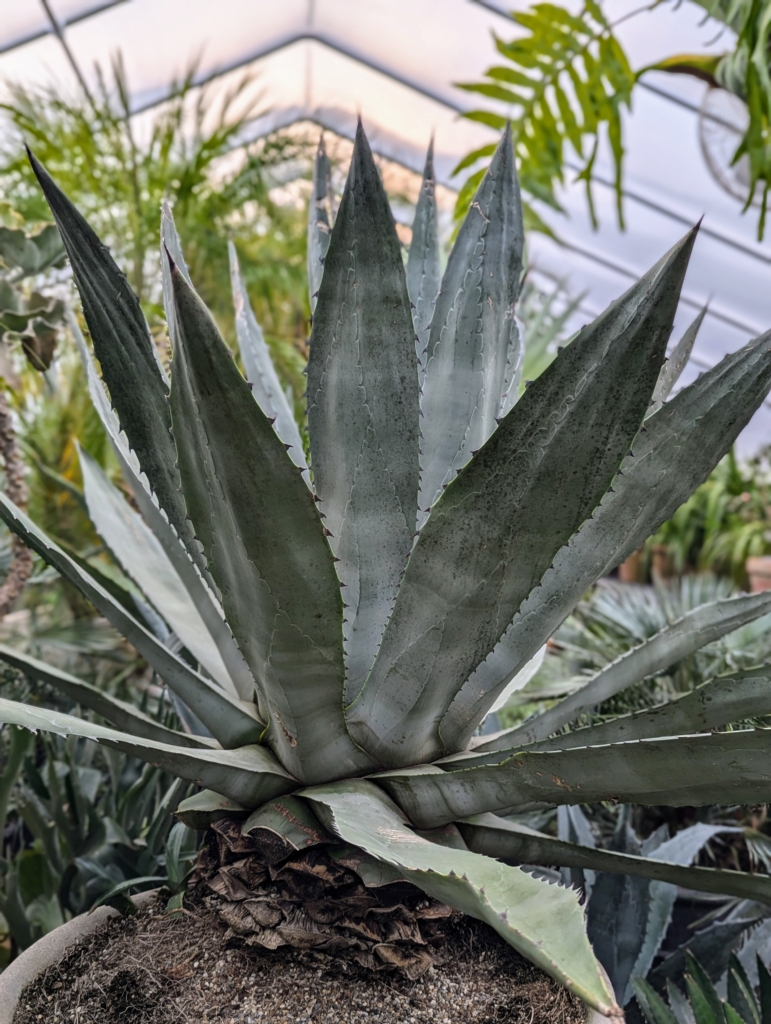 It's Cold Outside but Warm in My Tropical Hoop House - The Martha ...