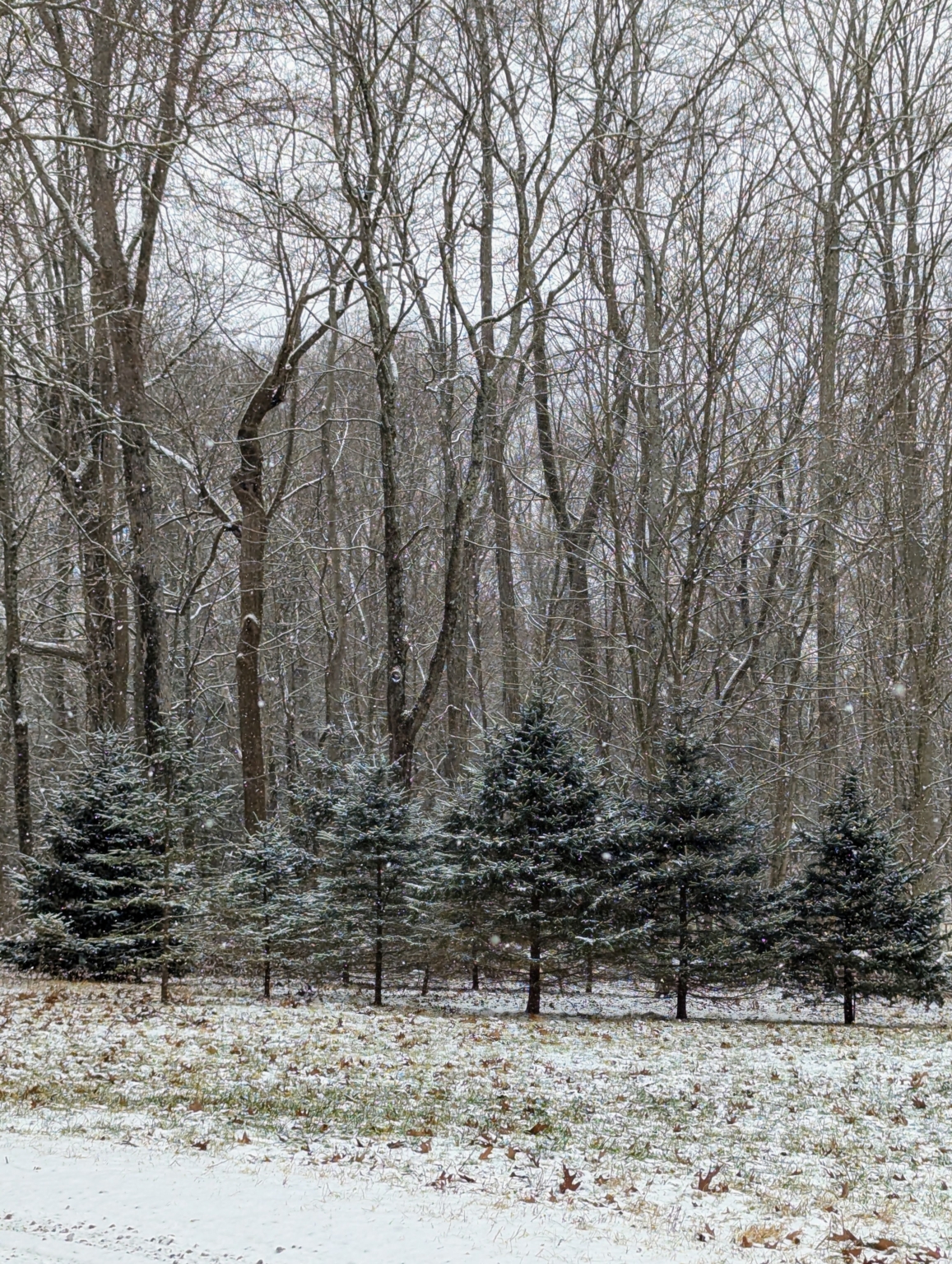 A Day of Flurries at My Farm - The Martha Stewart Blog