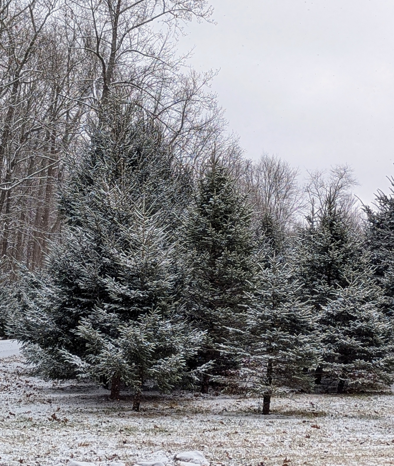The Martha Stewart Blog : Blog Archive A Day of Flurries at My Farm ...