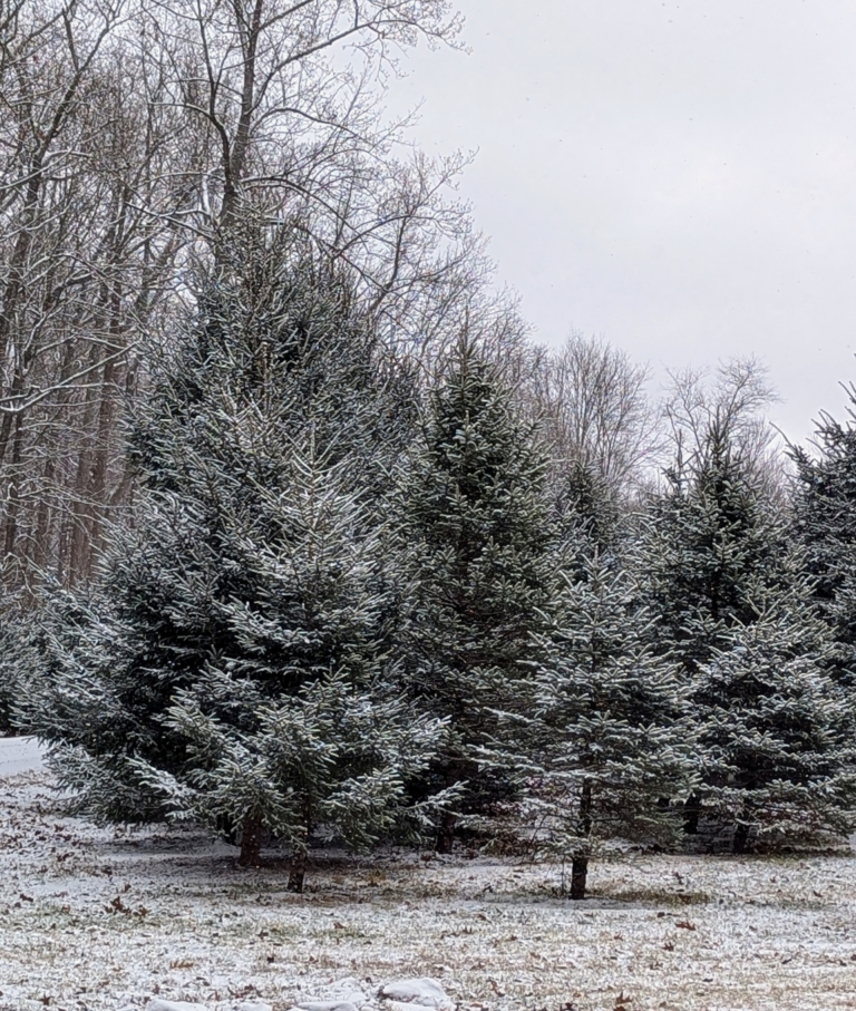 A Day of Flurries at My Farm - The Martha Stewart Blog