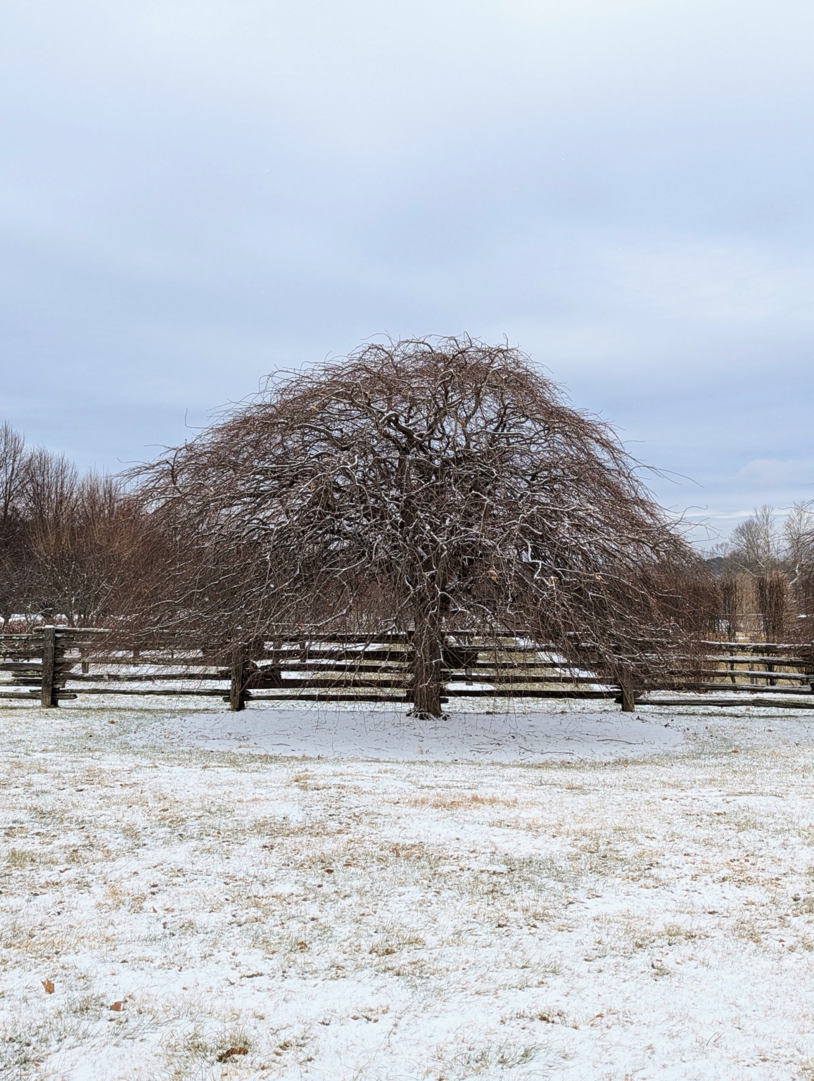 The Martha Stewart Blog : Blog Archive A Day of Flurries at My Farm ...