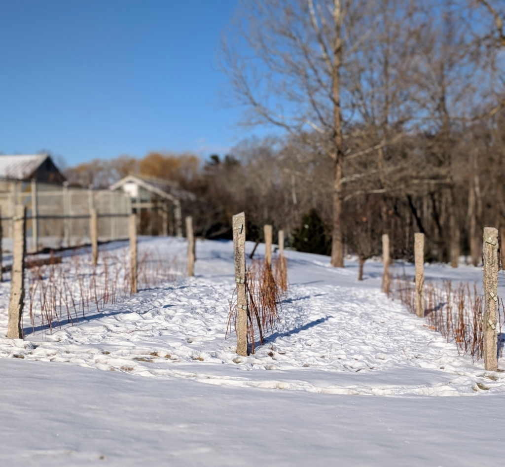Pruning Raspberry, Gooseberry, and Currant Bushes - The Martha Stewart Blog