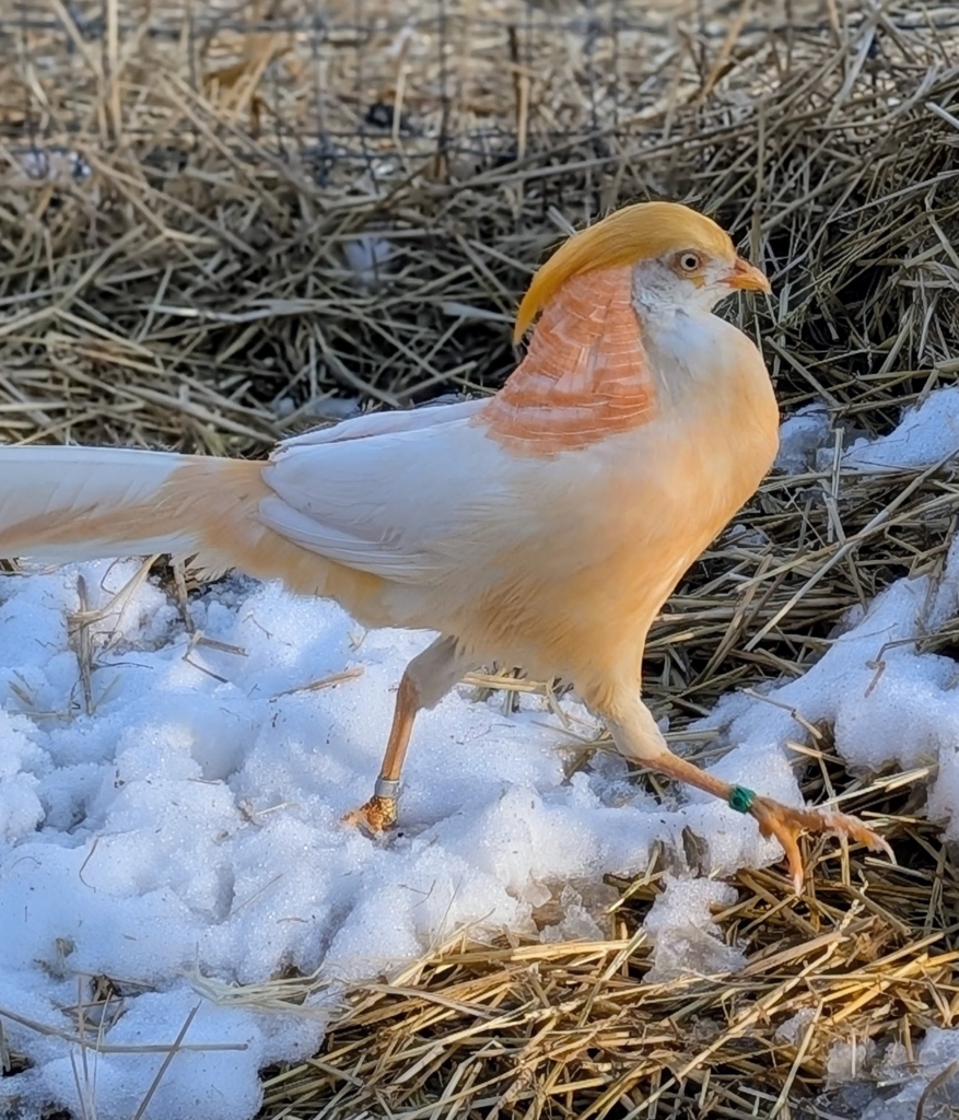 My Peach Golden Pheasants - The Martha Stewart Blog