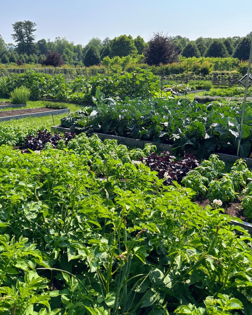 Vegetable Seeds from Johnny's Selected Seeds - The Martha Stewart Blog