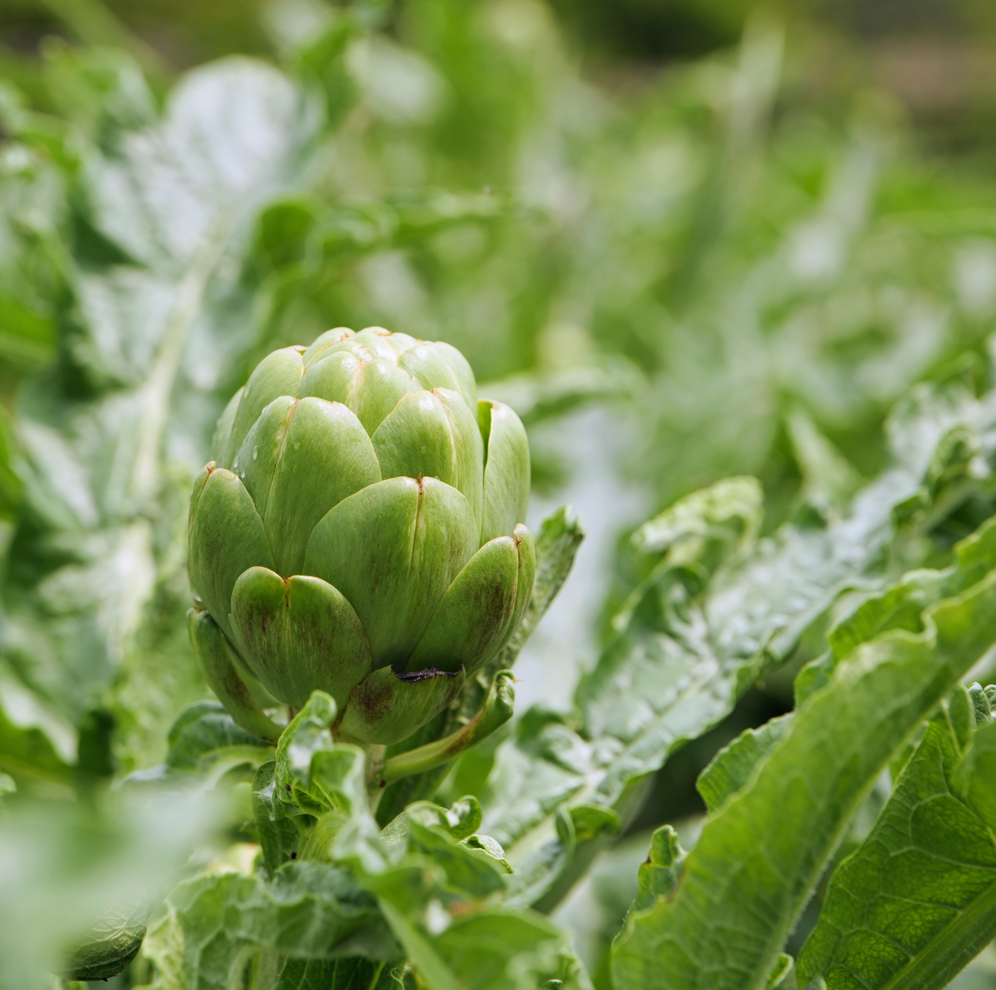 Vegetable Seeds from Johnny's Selected Seeds - The Martha Stewart Blog