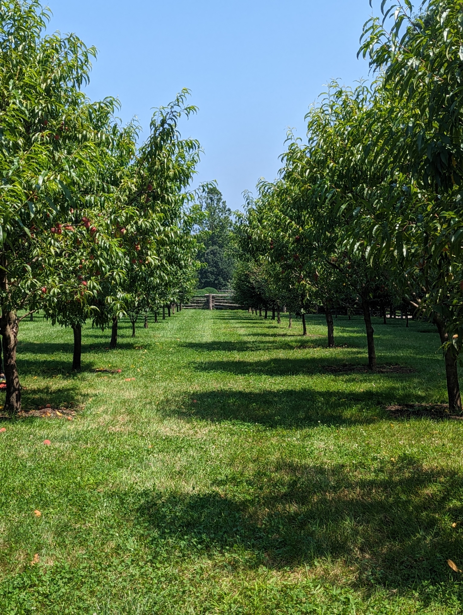 Pruning Orchard - The Martha Stewart Blog