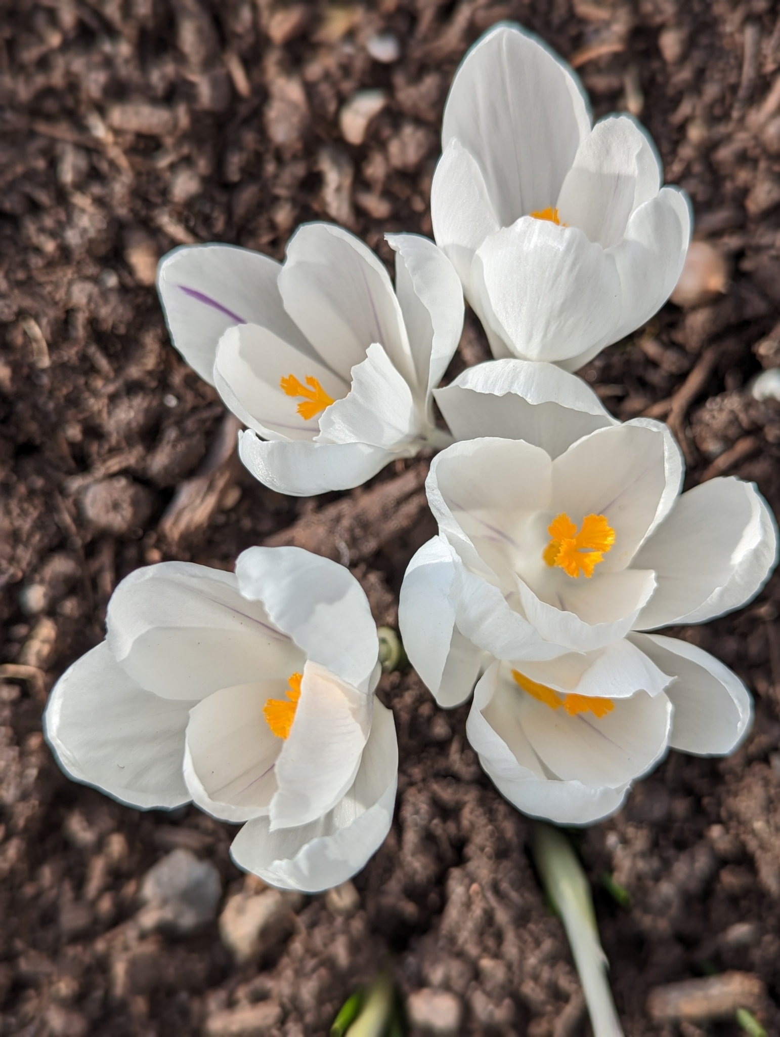 Forcing More Spring-Blooming Bulbs - The Martha Stewart Blog