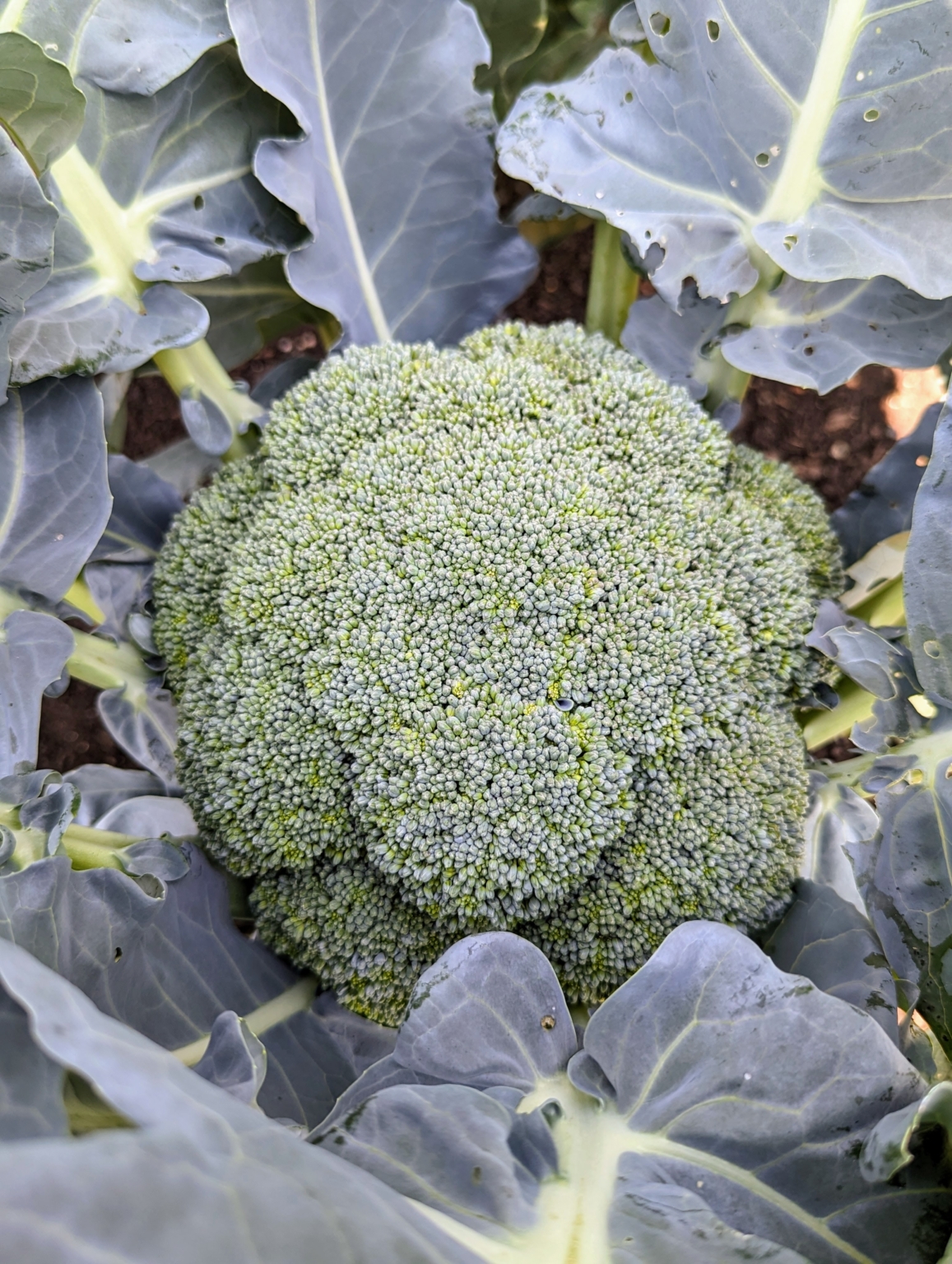 Vegetable Seeds from Johnny's Selected Seeds - The Martha Stewart Blog