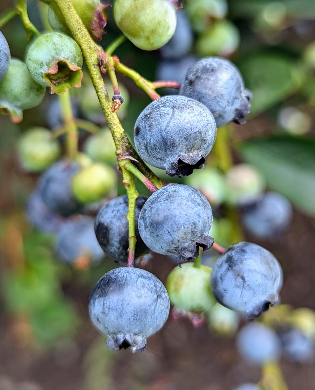 The Martha Stewart Blog : Blog Archive Maintaining My Blueberry Bushes ...