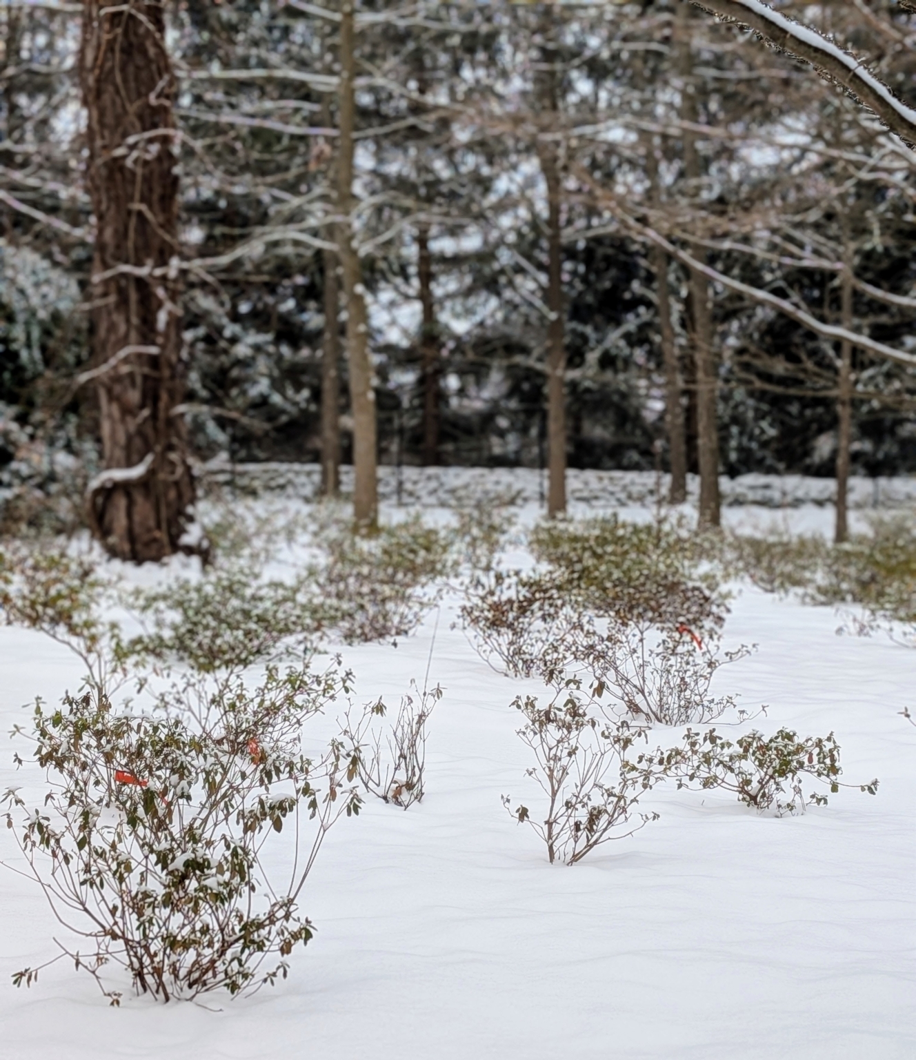 Early February Snow - The Martha Stewart Blog