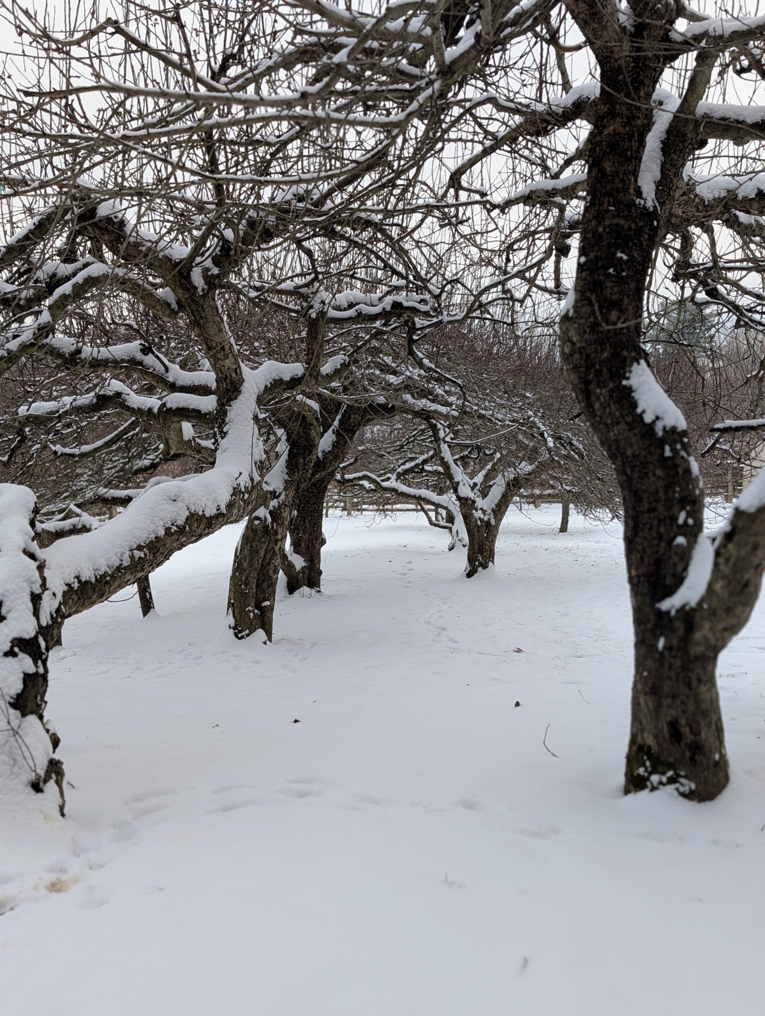Early February Snow - The Martha Stewart Blog