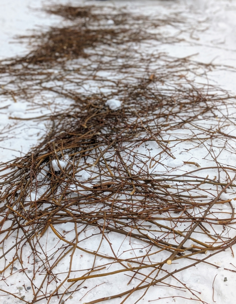 Pollarding My Linden Trees - The Martha Stewart Blog