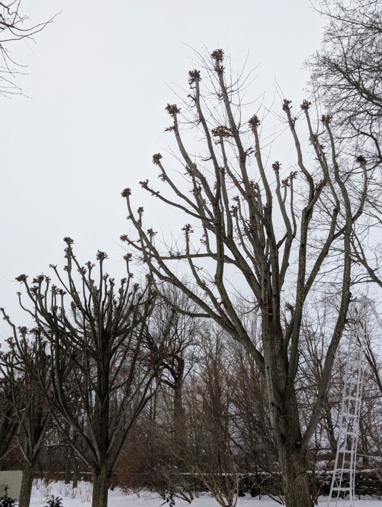 Pollarding My Linden Trees - The Martha Stewart Blog