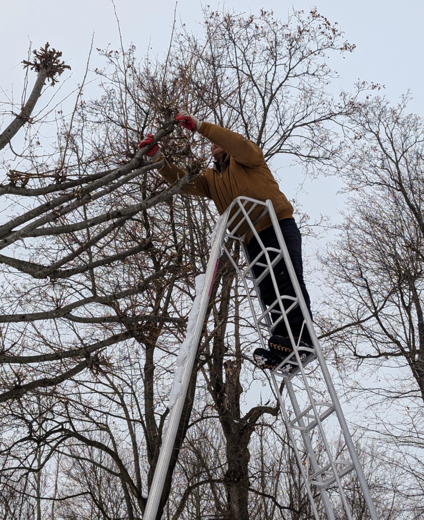 Pollarding My Linden Trees - The Martha Stewart Blog